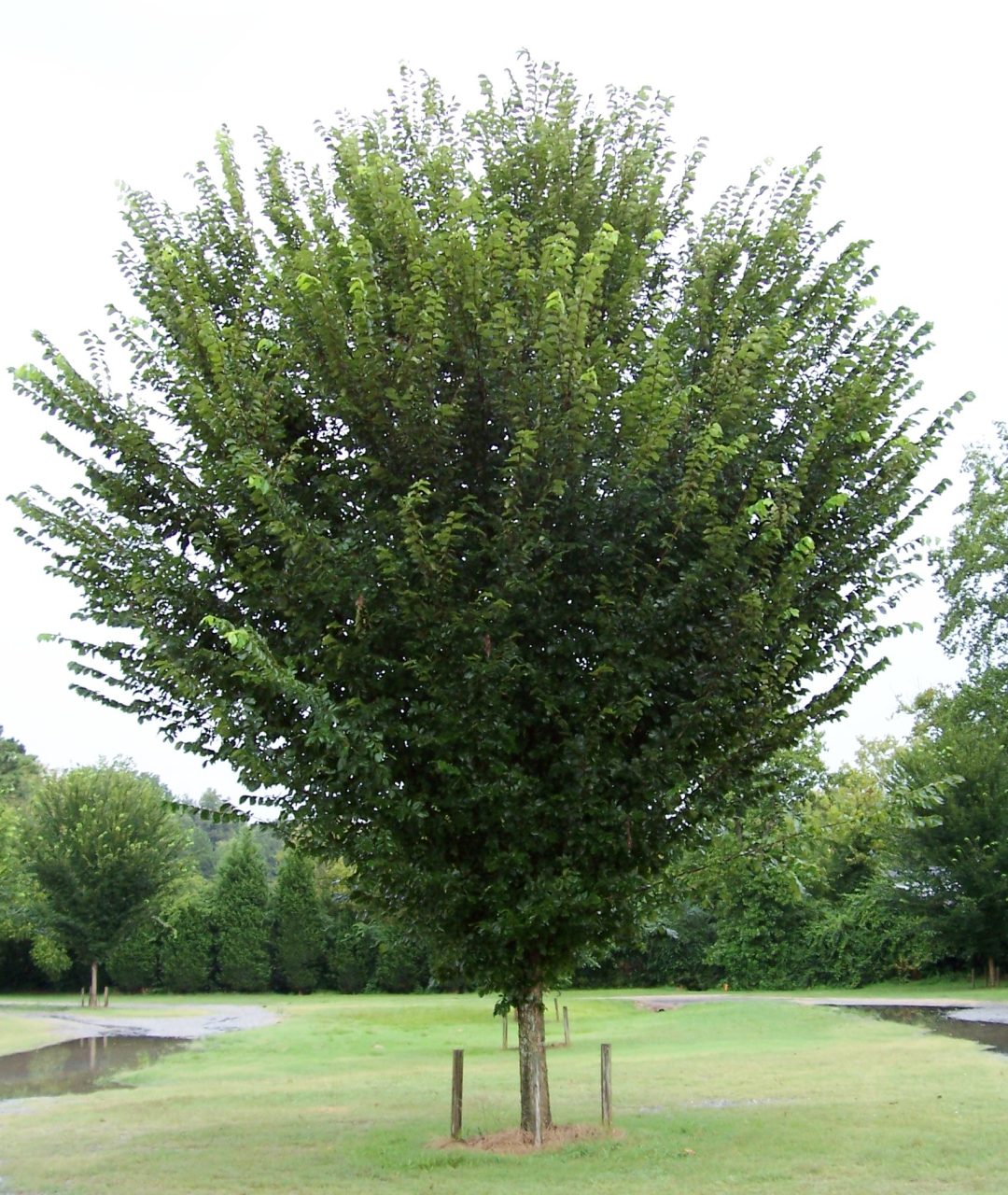 Ulmus americana Princeton American Elm - Big Bare Root Trees