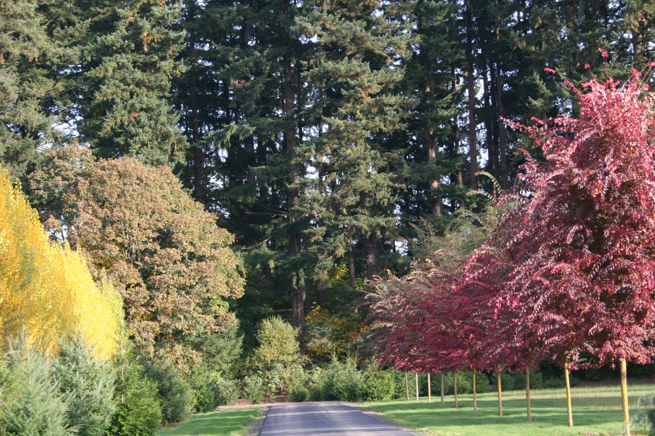 Ulmus Frontier - Big Bare Root Trees